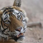 From Delhi: 3 Days Tour of Ranthambore Tiger safari - Who’s This Tour Best For?