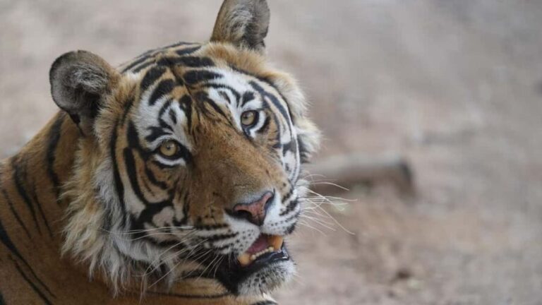 From Delhi: 3 Days Tour of Ranthambore Tiger safari - Who’s This Tour Best For?
