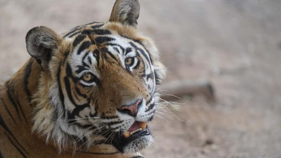 From Delhi: 3 Days Tour of Ranthambore Tiger safari - Who’s This Tour Best For?
