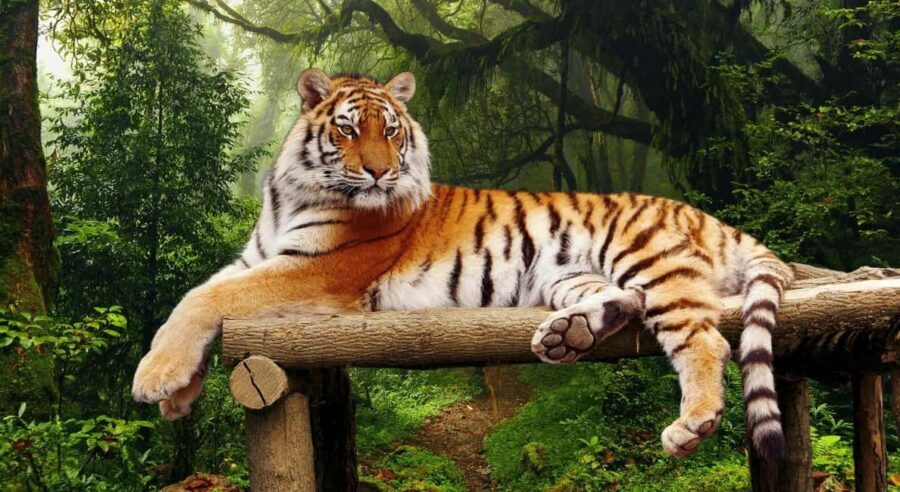 From Delhi 3 Days Tour of Ranthambore Tiger safari - Cultural and Historical Highlights