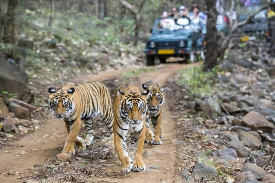 From Delhi: 4-Day Golden Triangle & Ranthambore Tiger Safari - Transportation and Logistics