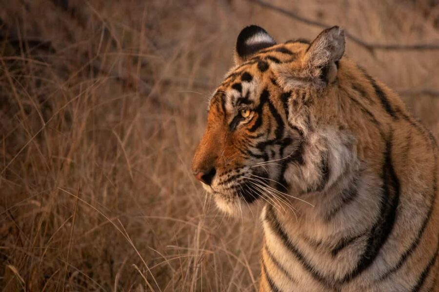 From Delhi: 4-Day Golden Triangle & Ranthambore Tiger Safari - An Overview of the Experience