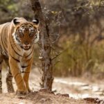 From Delhi: 4-Day Golden Triangle Tour & Ranthambore Safari - Value and Practical Considerations