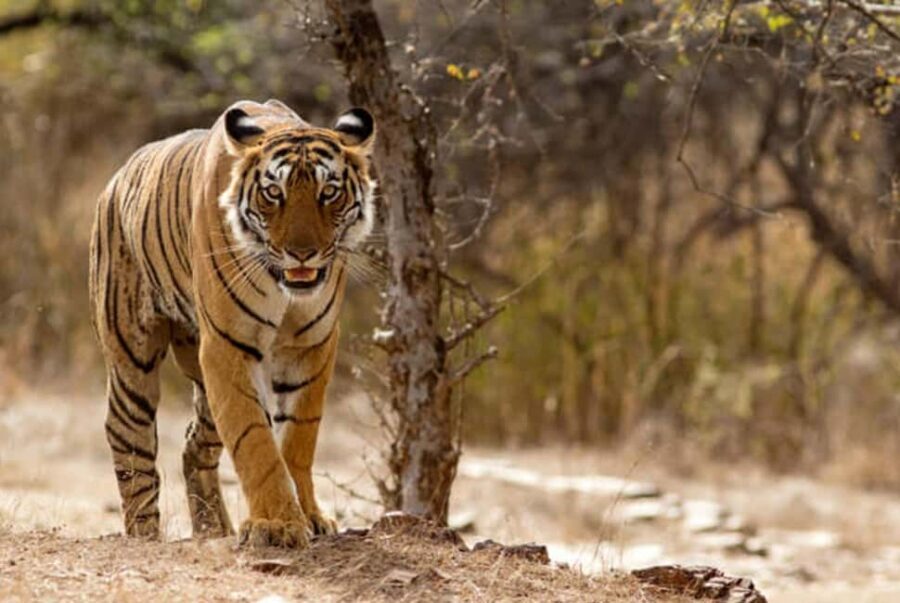 From Delhi: 4-Day Golden Triangle Tour & Ranthambore Safari - Value and Practical Considerations