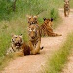 From Delhi: 4-Day Golden Triangle Tour with Ranthambore - Practical Details and Value