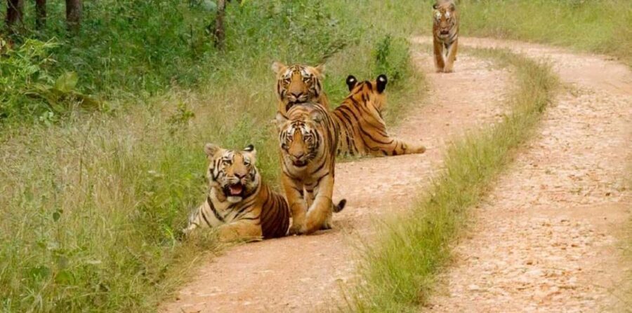 From Delhi: 4-Day Golden Triangle Tour with Ranthambore - Practical Details and Value
