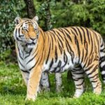 From Delhi: 4-Day Golden Triangle Tour with Tiger Safari - Why This Tour Offers Real Value