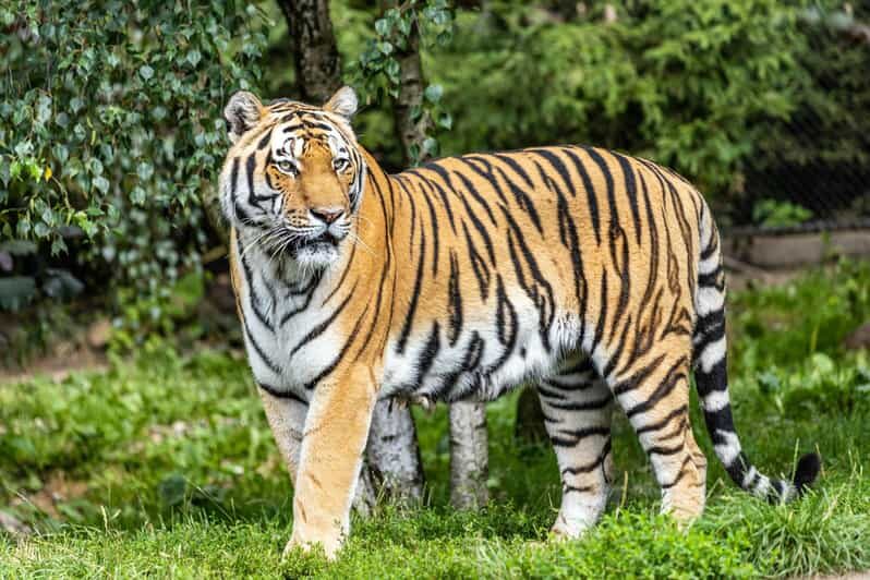 From Delhi: 4-Day Golden Triangle Tour with Tiger Safari - Why This Tour Offers Real Value
