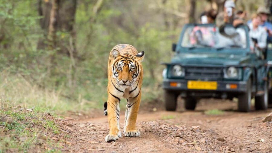 From Delhi: 4-Day Golden Triangle Tour with Tiger Safari - Exploring the Itinerary in Detail