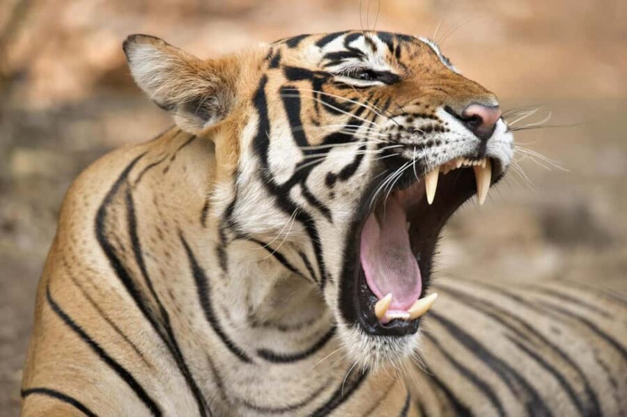 From Delhi: 4 Days Guided Tour to Agra, Ranthambore & Jaipur - What Travelers Say