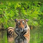 From Delhi: 5-Day Golden Triangle and Tiger Safari Tour - The Experience: What Travelers Can Expect