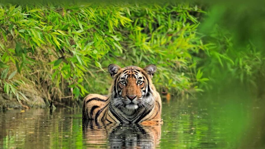 From Delhi: 5-Day Golden Triangle and Tiger Safari Tour - The Experience: What Travelers Can Expect