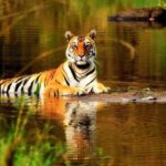 From Delhi: 5-Day Tiger Safari & Golden Triangle Tour - What Travelers Say About This Tour