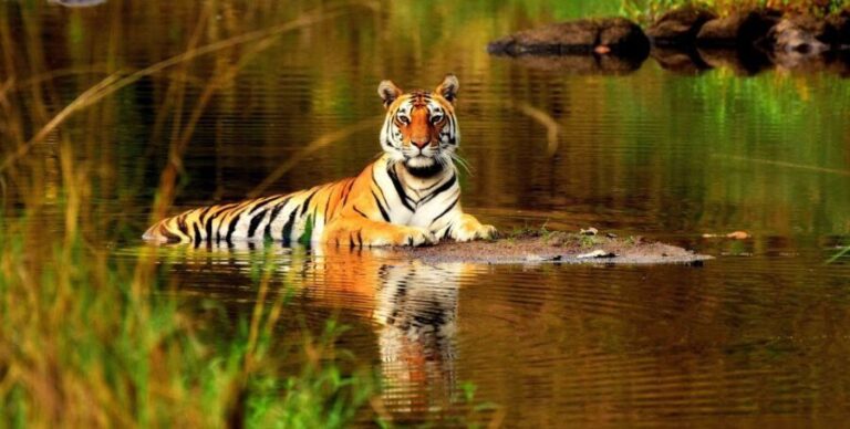 From Delhi: 5-Day Tiger Safari & Golden Triangle Tour - What Travelers Say About This Tour