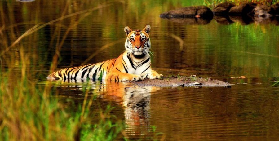 From Delhi: 5-Day Tiger Safari & Golden Triangle Tour - What Travelers Say About This Tour