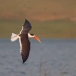 From Delhi: Chambal River Safari with Jeep and Boat Ride - Day 2: Cultural Heritage and Village Life