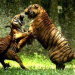 From Delhi: Delhi Ranthambore 3 Days private Tour - What to Expect from the Experience