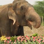 From Delhi : Elephant Conservation and Care Centre -Wildlife - Who Will Love This Tour?