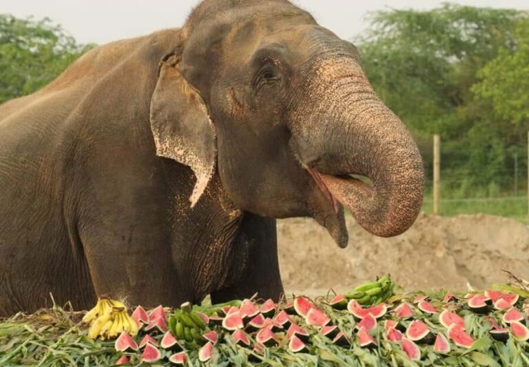From Delhi : Elephant Conservation and Care Centre -Wildlife - Who Will Love This Tour?