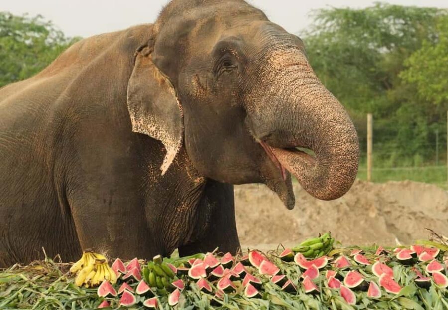 From Delhi : Elephant Conservation and Care Centre -Wildlife - Who Will Love This Tour?