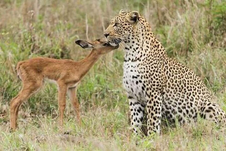 From Delhi: Full-Day Jaipur Tour with Jhalana Safari - What Makes This Tour Stand Out?