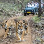 From Delhi: Jim Corbett National Park 2-Day Tour with Safari - What to Expect at Each Stop
