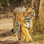 From Delhi: Jim Corbett National Park Tour by Car - What Makes This Tour Stand Out