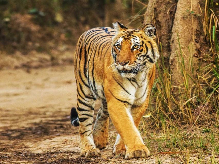 From Delhi: Jim Corbett National Park Tour by Car - What Makes This Tour Stand Out