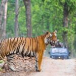 From Delhi: Ranthambore National Park Day Trip with Safari - The Fine Print: Practicalities & Considerations