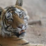From Delhi: Ranthambore Tiger Safari with Accommodation - Why This Tour Offers Great Value