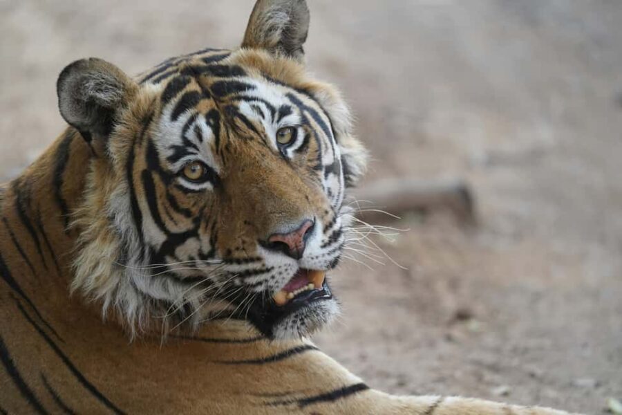 From Delhi: Ranthambore Tiger Safari with Accommodation - Why This Tour Offers Great Value