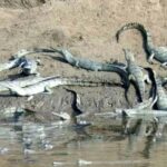 From Delhi: Same Day Taj Mahal tour with Chambal Safari - The Sum Up