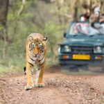 From Delhi: Same-Day Wildlife Safari at Sriska and Jhalna - Analyzing the Experience: What Works Well