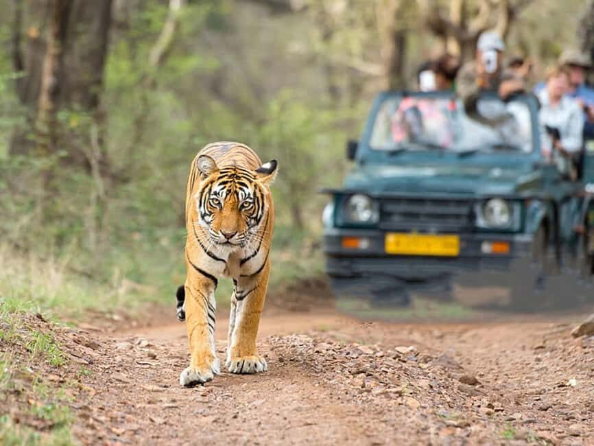 From Delhi: Same-Day Wildlife Safari at Sriska and Jhalna - Analyzing the Experience: What Works Well