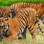 From Delhi: Sariska Wildlife Safari with Private Car - What to Expect: A Day in the Wild