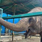 From Delhi: Taj Mahal Sunrise Tour w/ Elephant Conservation - A Responsible Encounter with Elephants