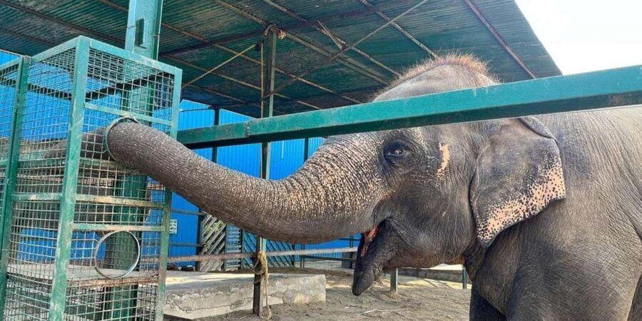 From Delhi: Taj Mahal Sunrise Tour w/ Elephant Conservation - A Responsible Encounter with Elephants