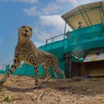 From Gwalior : Kuno National Park Safari Tour 3D/2N - Who Would Love This Tour?