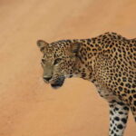 From: Hiriketiya/ Tangalle - YALA Safari Tour - Final Thoughts
