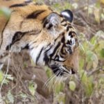 From Jaipur: 1 Night 2 Days Ranthambore Tiger Safari Tour - Key Points