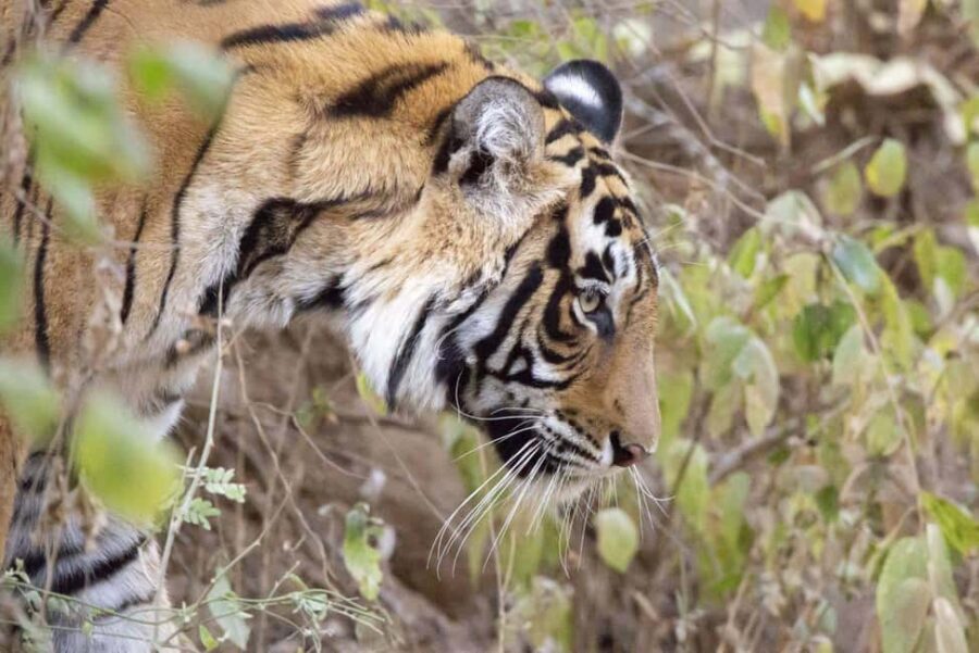 From Jaipur: 1 Night 2 Days Ranthambore Tiger Safari Tour - Key Points