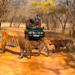 From Jaipur : 2 Days 1 Night Ranthambore Tiger Safari Tour - The Value of This Tour
