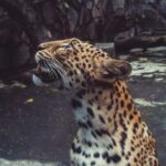 From Jaipur: 2 Days 1 Night Ranthambore Tiger Safari Tour - Practical Details and What They Mean for You