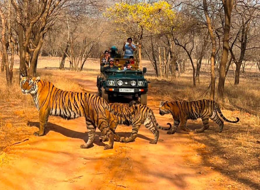From Jaipur : 2 Days 1 Night Ranthambore Tiger Safari Tour - The Value of This Tour