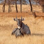 From Jaipur: One Day Trip to Ranthambore Tiger Safari - Key Points