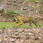 From Jaipur: Ranthambore National Park Day Trip with Safari - Detailed Breakdown of the Itinerary