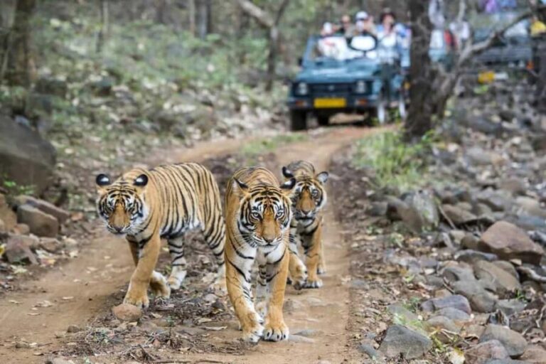 From Jaipur: Ranthambore National Park Day Trip with Safari - Detailed Breakdown of the Itinerary