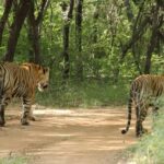 From Jaipur: Ranthambore National Park Day Trip with Safari - The Itinerary Breakdown