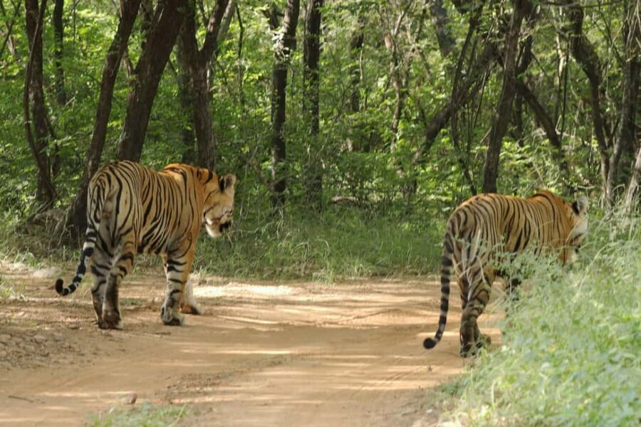 From Jaipur: Ranthambore National Park Day Trip with Safari - The Itinerary Breakdown