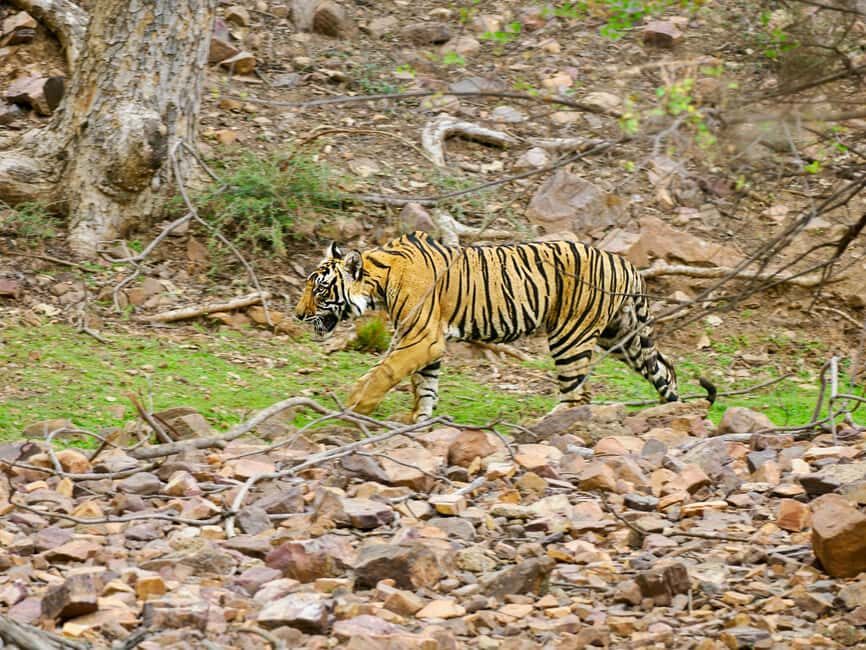 From Jaipur: Ranthambore National Park Day Trip with Safari - Detailed Breakdown of the Itinerary